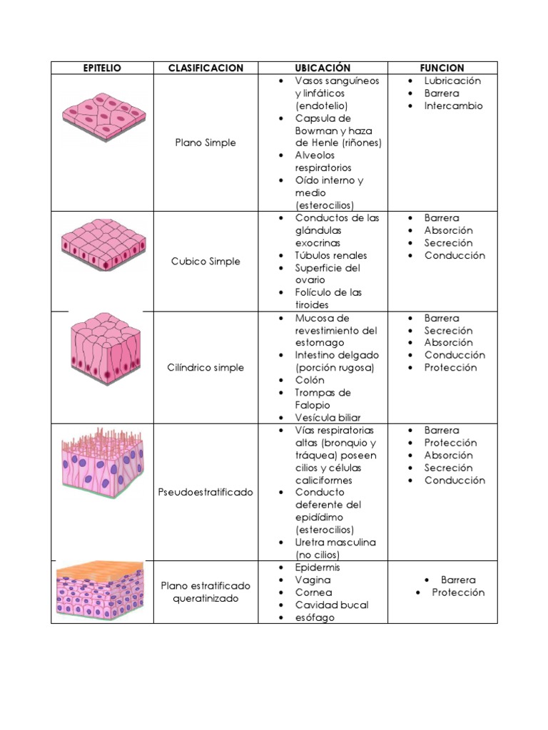 EPITELIO | PDF | Epitelio | Especialidades Medicas