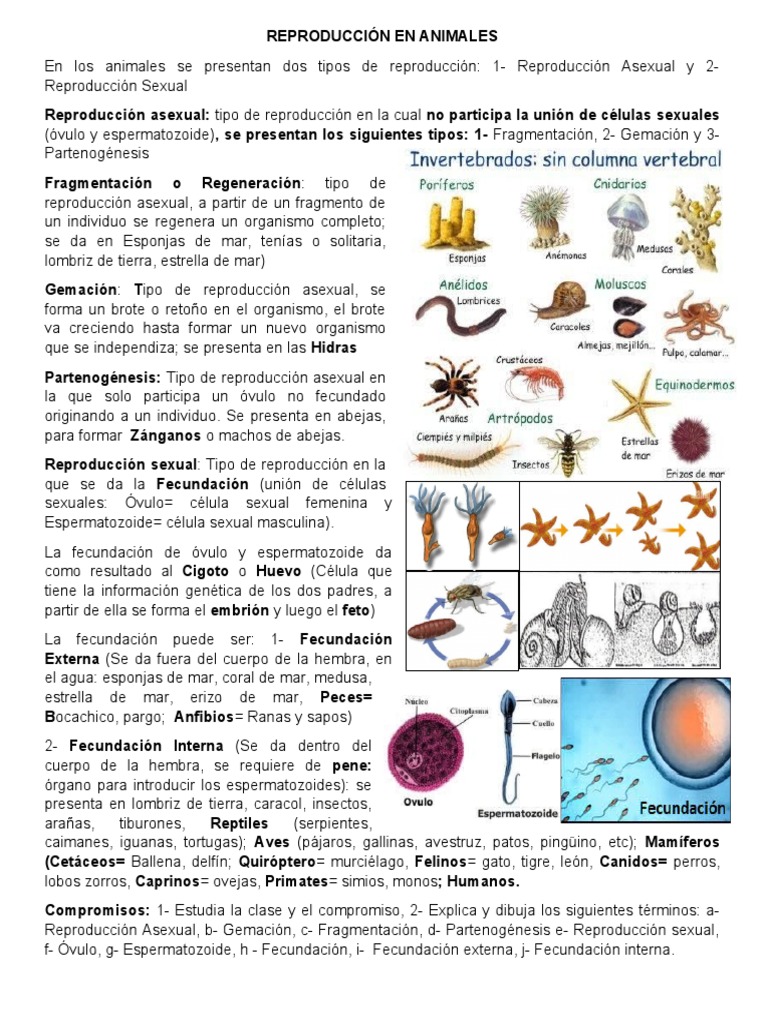 1 Reproducción en Animales Invertebrados | PDF