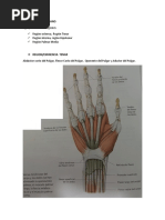 Músculos de la eminencia tenar y hipotenar | PDF | Mano | Anatomía humana