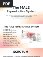 Male Reproductive System | PDF | Testicle | Sperm