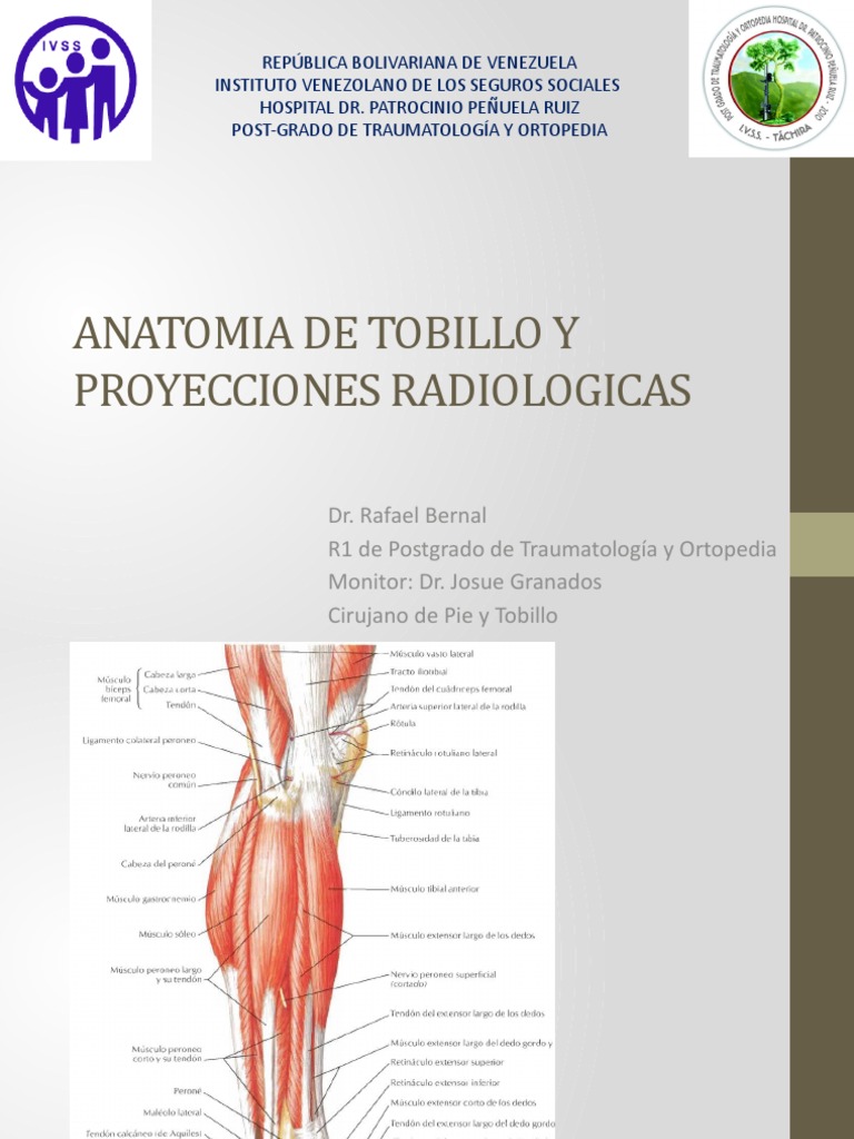 Anatomia de Tobillo y Proyecciones Radiologicas Rafael Bernal | PDF