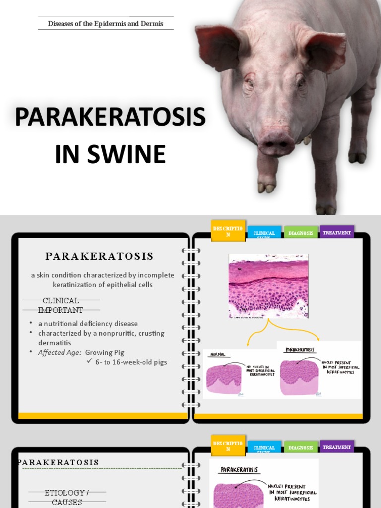 Parakeratosis VMed109 DVM-5 | PDF | Zinc | Diseases And Disorders