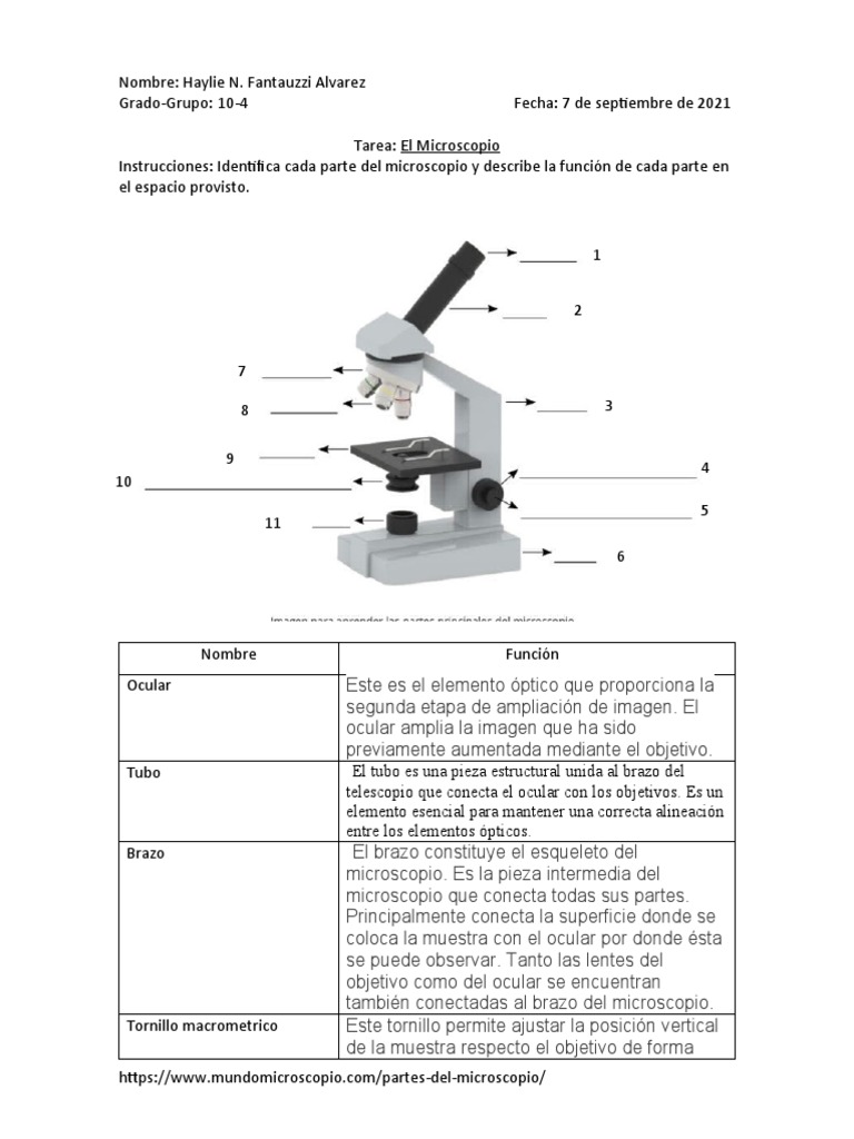 Hoja De Trabajo Con Las Respuestas De Las Partes De Un Microscopio