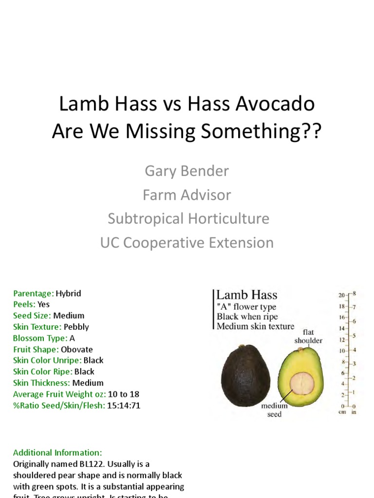 Lamb Hass Vs Hass Avocado Are We Missing Something | PDF | Avocado | Fruit