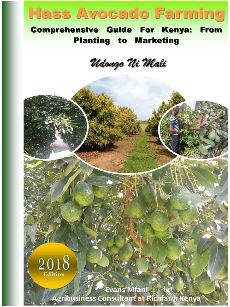 Hass Avocado Farming Guide | PDF | Grafting | Avocado