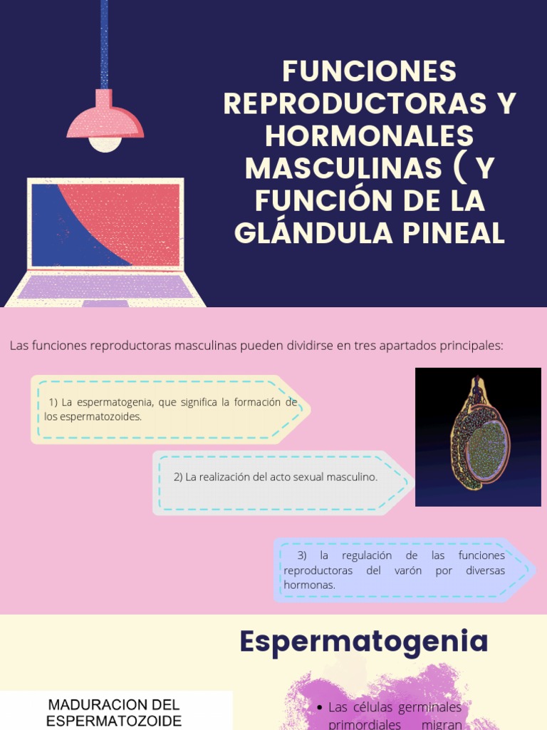 Funciones Reproductoras y Hormonales Masculinas (Y Función de La ...