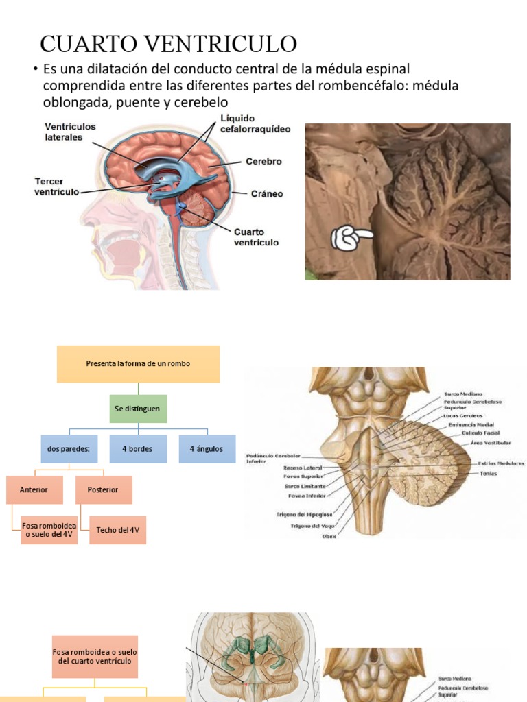 Cuarto Ventrículo | PDF | Neurociencia | Cerebro