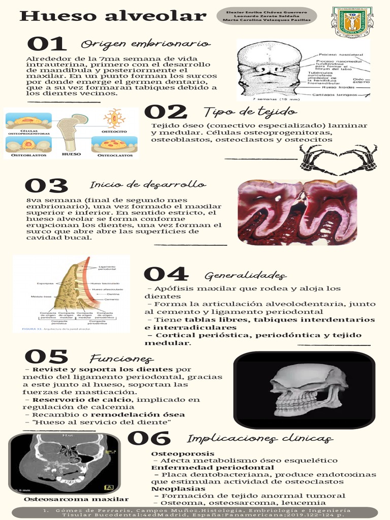 Boletin - Hueso Alveolar | PDF | Hueso | Morfología (biología)