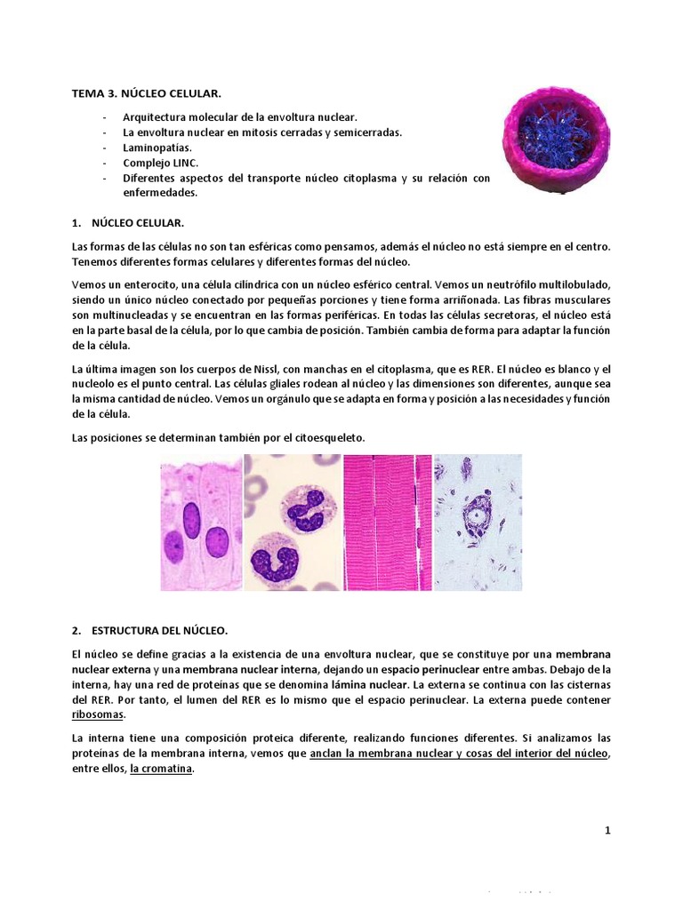TEMA3 Biocel | PDF | Nucleo celular | Biología Celular)
