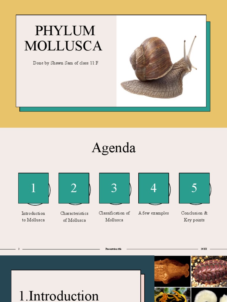 PHYLUM Mollusca | PDF | Mollusca | Organisms