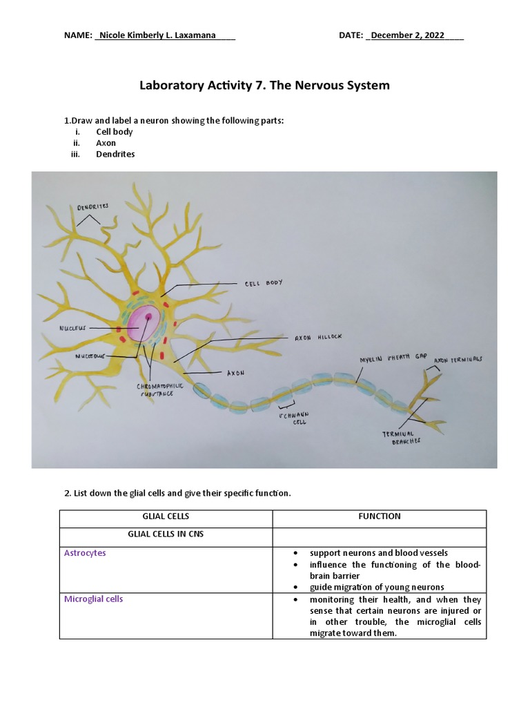 LAXAMANA, NICOLE KIMBERLY L. - Anatomy and Physiology Activity 8. Nervous System | PDF | Central ...