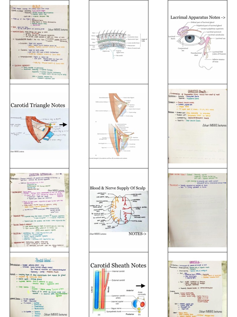 Head and Neck - Organized | PDF