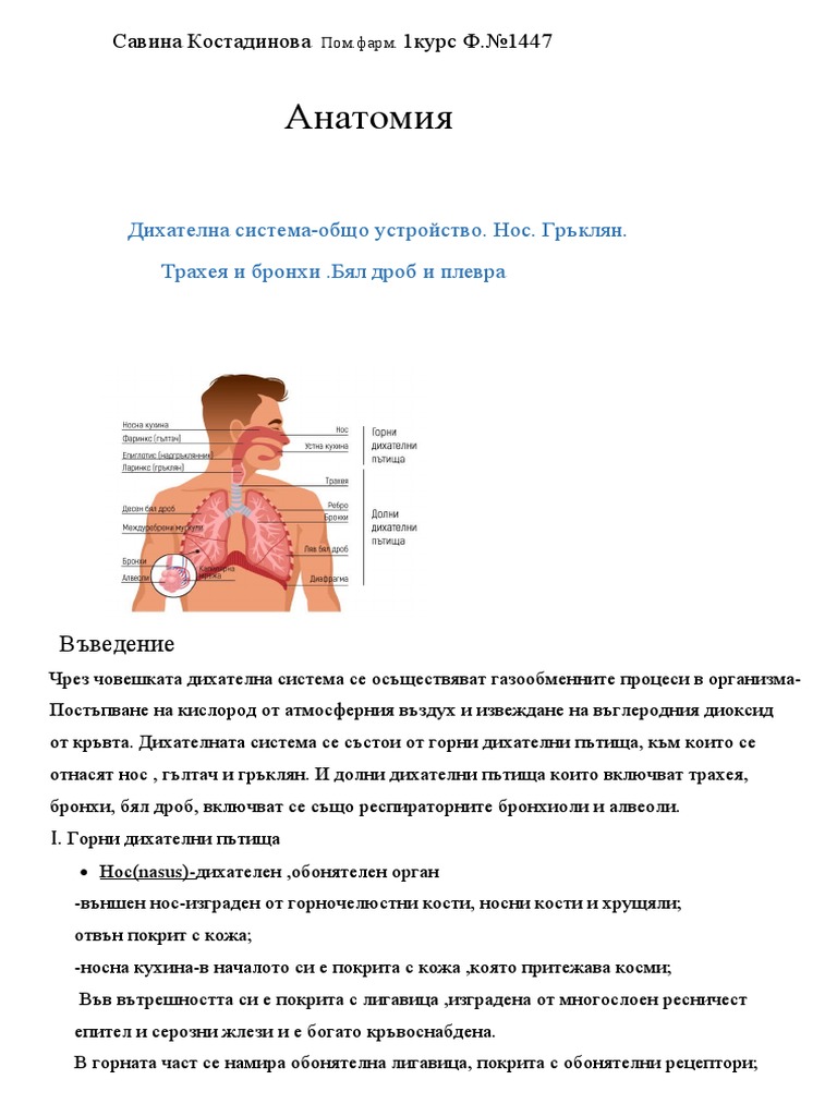 Анатомия | PDF