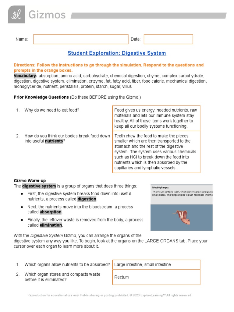 Digestive System | PDF | Digestion | Human Digestive System