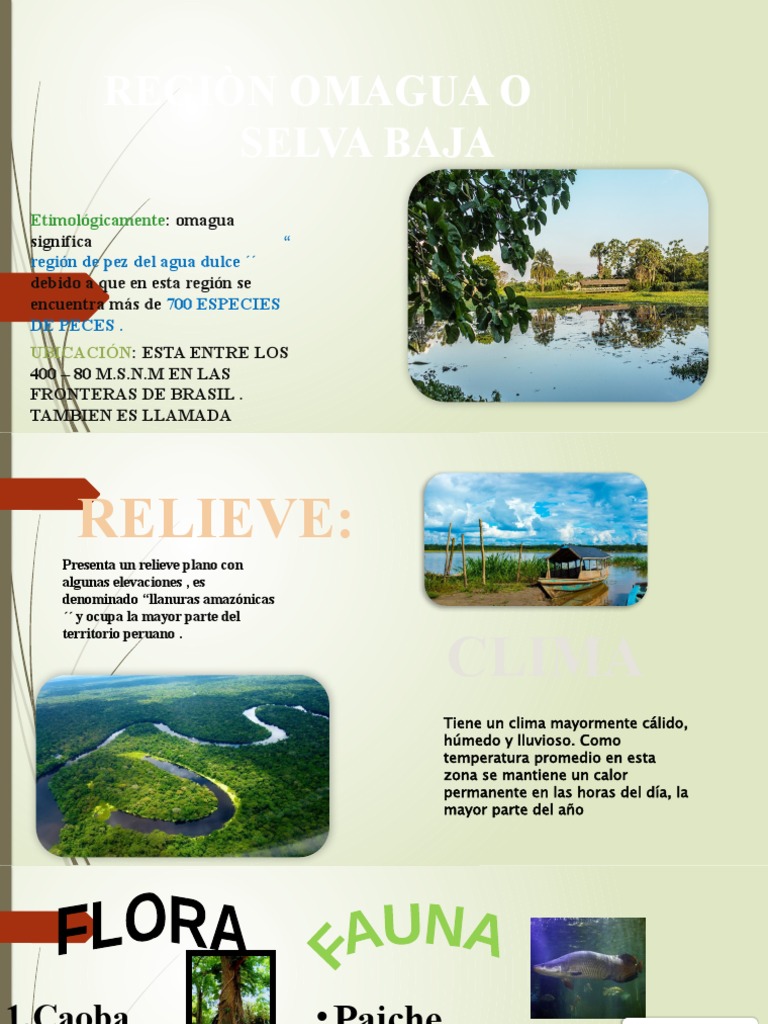 Regiòn Omagua o Selva Baja | PDF
