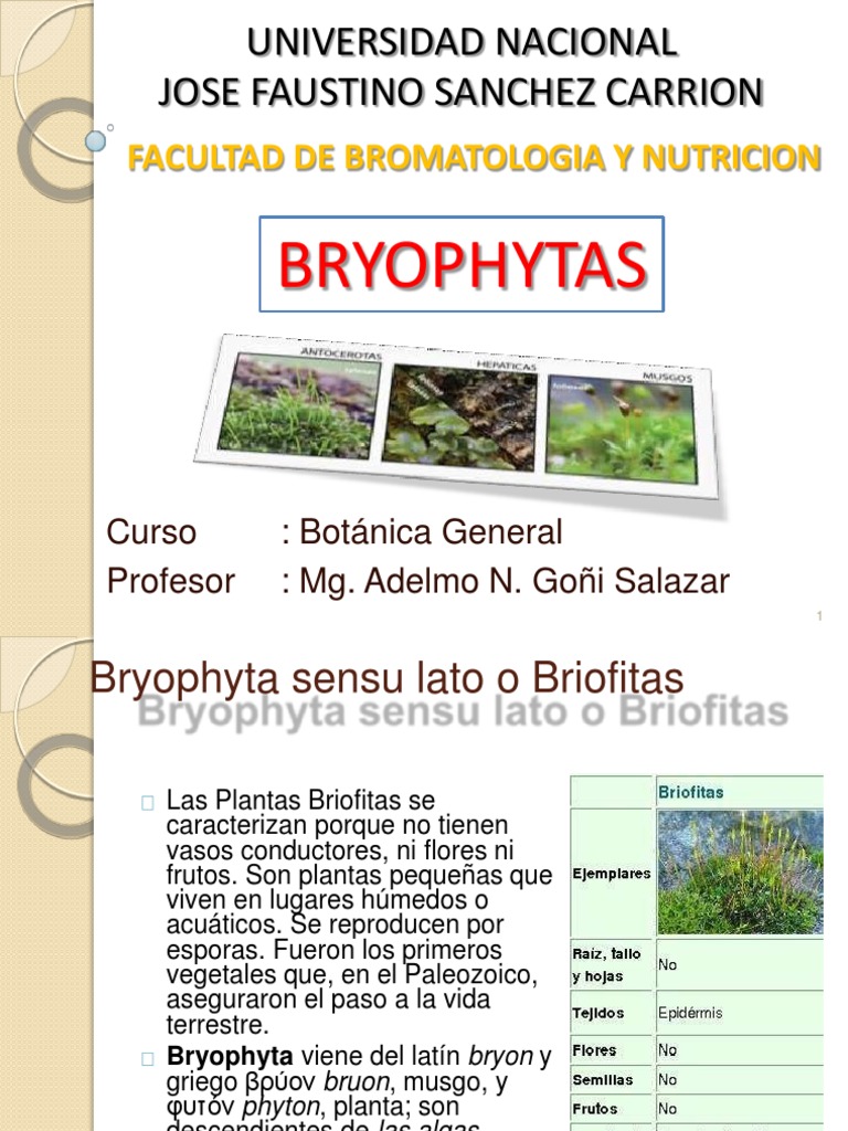 Briofitas | PDF | Plantas | Musgo