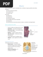 Nariz y senos paranasales | PDF | Nariz humana | Rinología