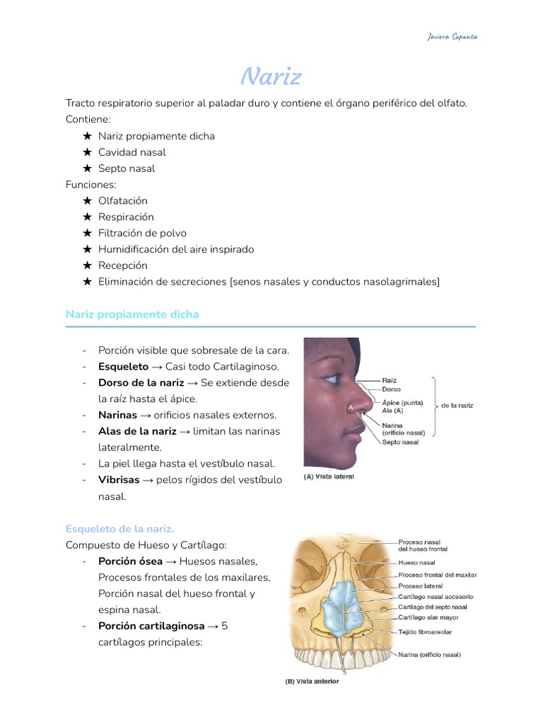 Nariz | Descargar gratis PDF | Nariz humana | Cabeza y cuello humanos