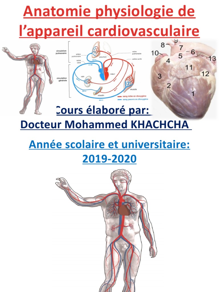 Anatomie de L'appareil Cardiovasculaire | Télécharger gratuitement PDF | Vaisseau sanguin | Aorte