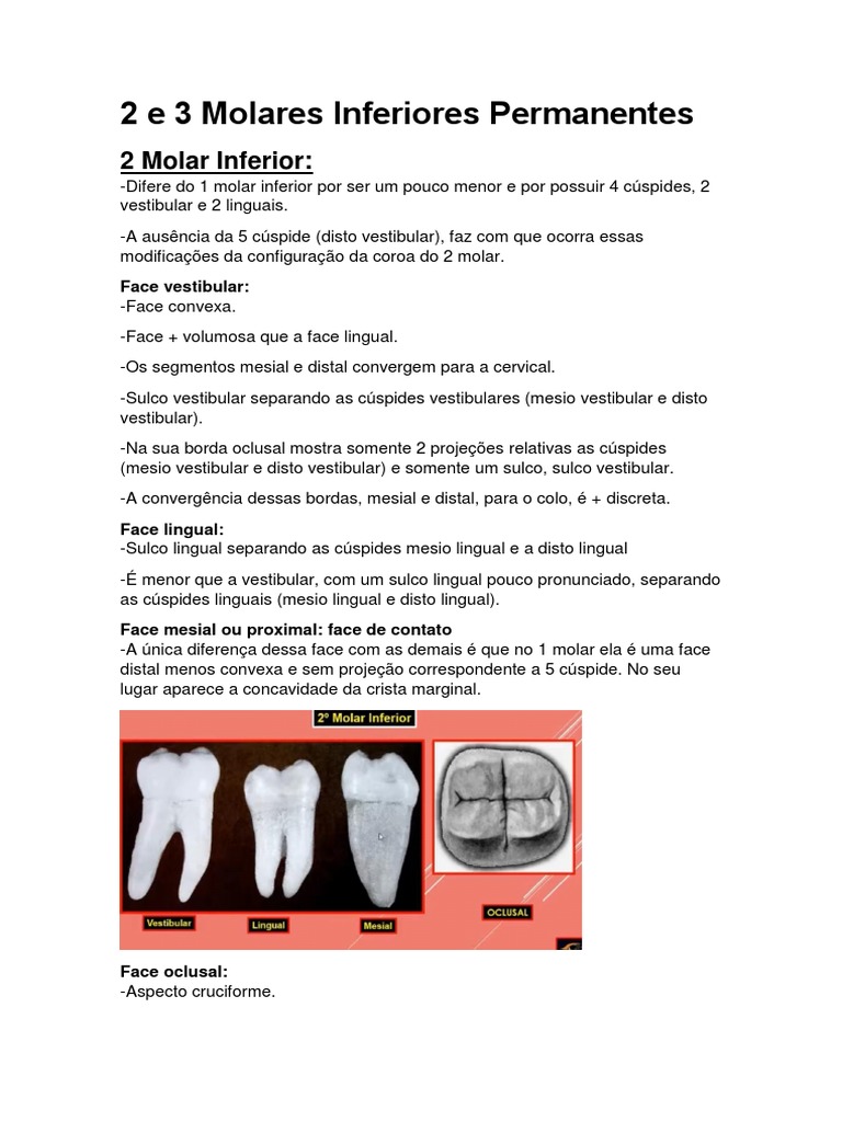 2 e 3 Molares Inferiores | PDF | Raiz | Dente