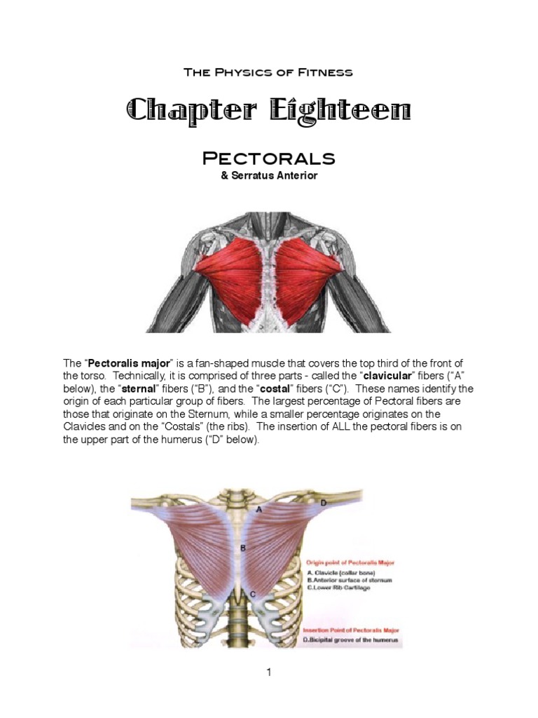 18 - Pectorals & Serratus Anterior | PDF | Shoulder | Musculoskeletal ...