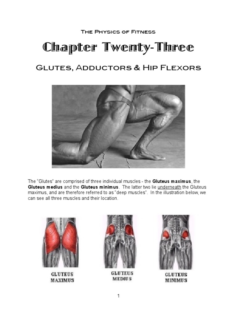 Glutes, Adductors, and Hip Flexors Explained | PDF | Human Leg | Soft ...