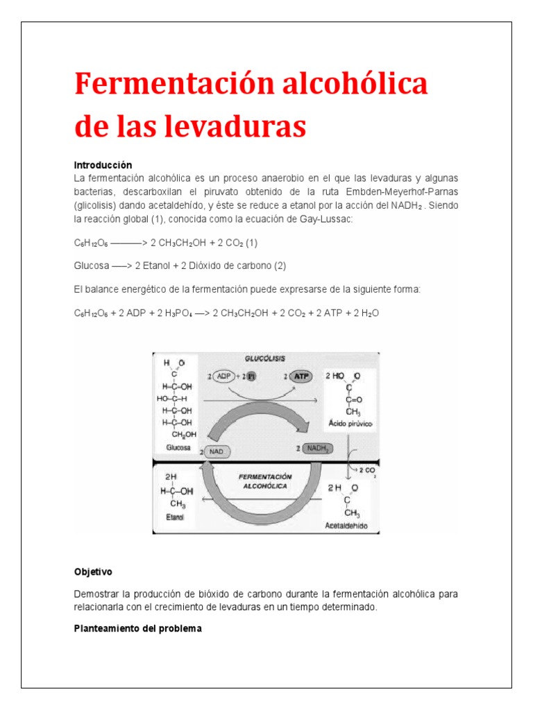 Practica 8 Fermentacion Alcoholica | PDF | Fermentación | Levadura
