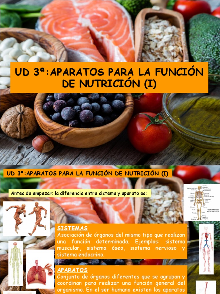 Ud 3 Aparatos para La Función de Nutrición | PDF | Digestión | Sistema ...