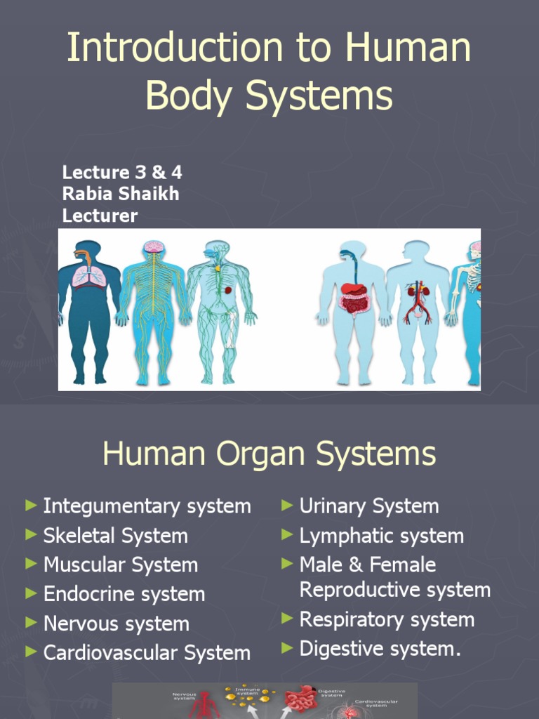 Overview of Human Body Systems | PDF | Lymphatic System | Integumentary ...