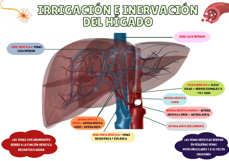 Irrigación e Inervación Del Hígado | PDF