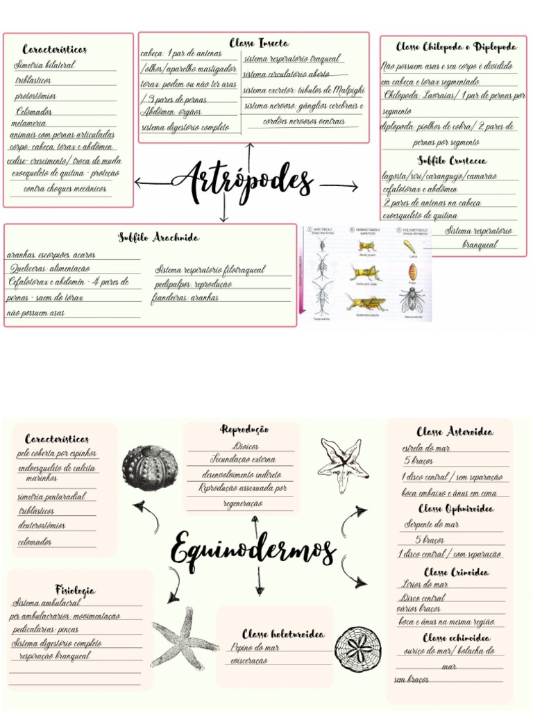 Mapa Mental Equinodermos e Artropodes | PDF