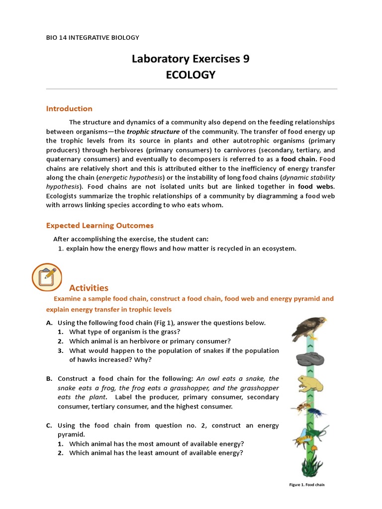 Understanding Energy Flow and Trophic Relationships Through Food Chains ...