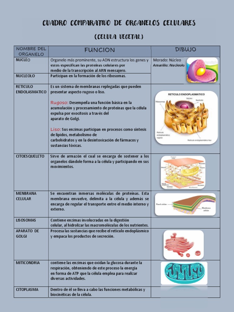 Funciones y dibujos de organelos celulares | PDF | Biología Celular ...