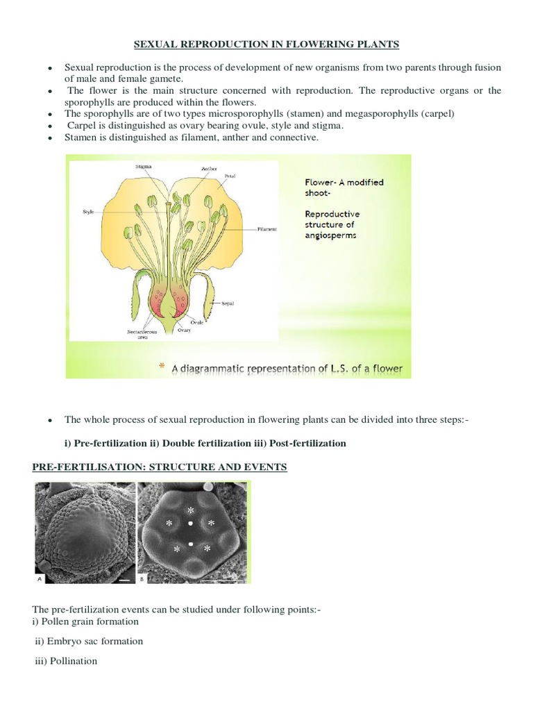 Understanding Sexual Reproduction in Flowering Plants: A Comprehensive ...