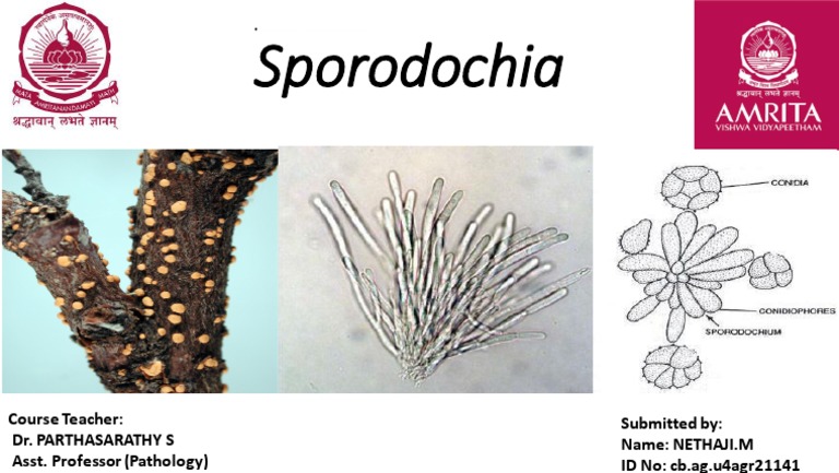 Sporodochia | PDF