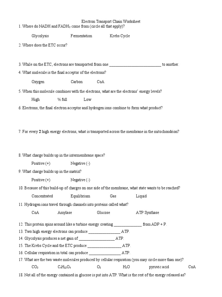 Electron Transport Chain Worksheet | PDF