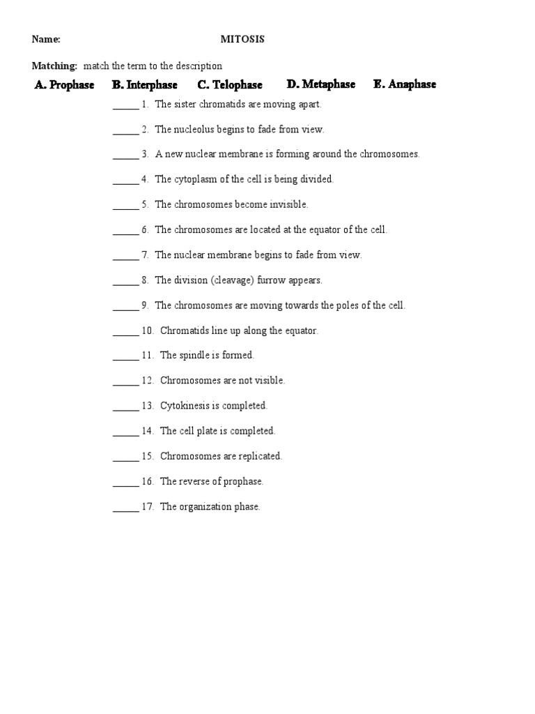 Mitosis Quiz | PDF | Mitosis | Biochemistry