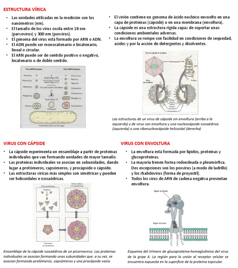 Estructura Vírica | PDF