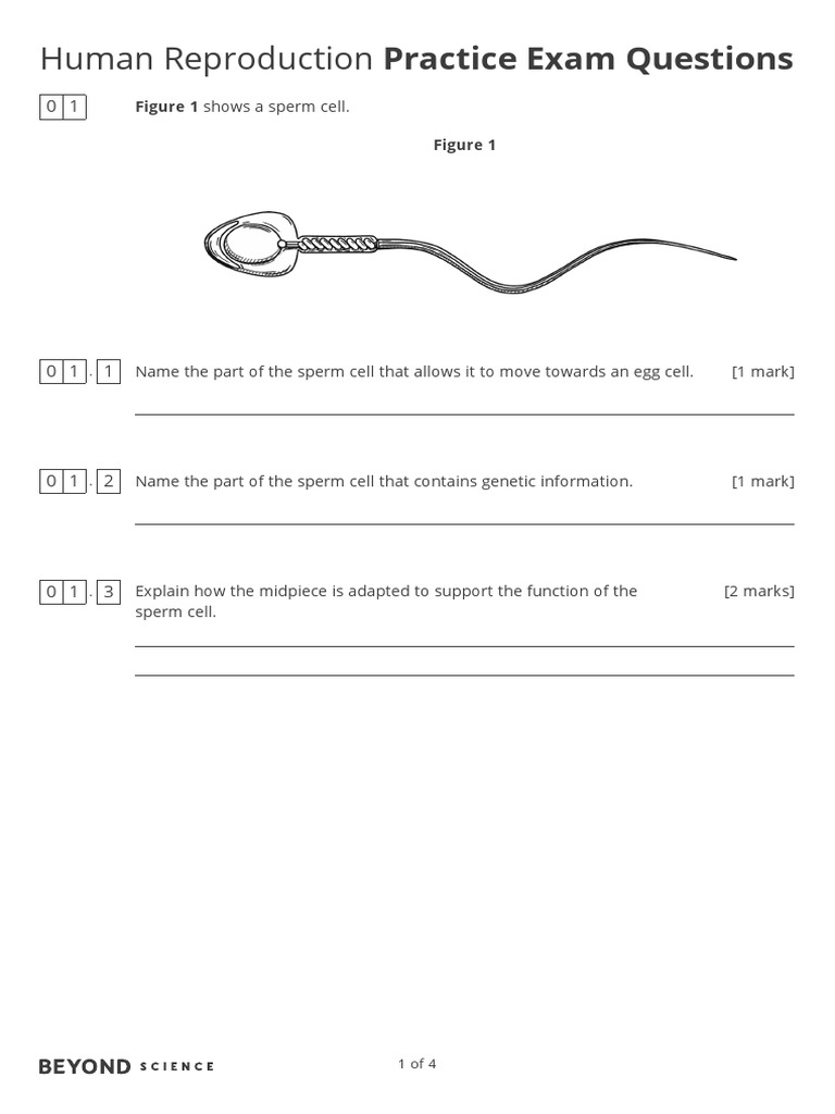 KS3 Human Reproduction Exam Questions | PDF | Human Reproduction ...