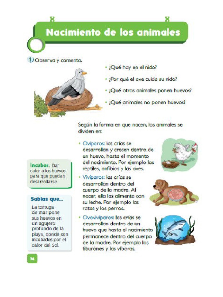 Clase de Ciencia-Nacimiento de Animales | PDF | Huevo | Mamíferos