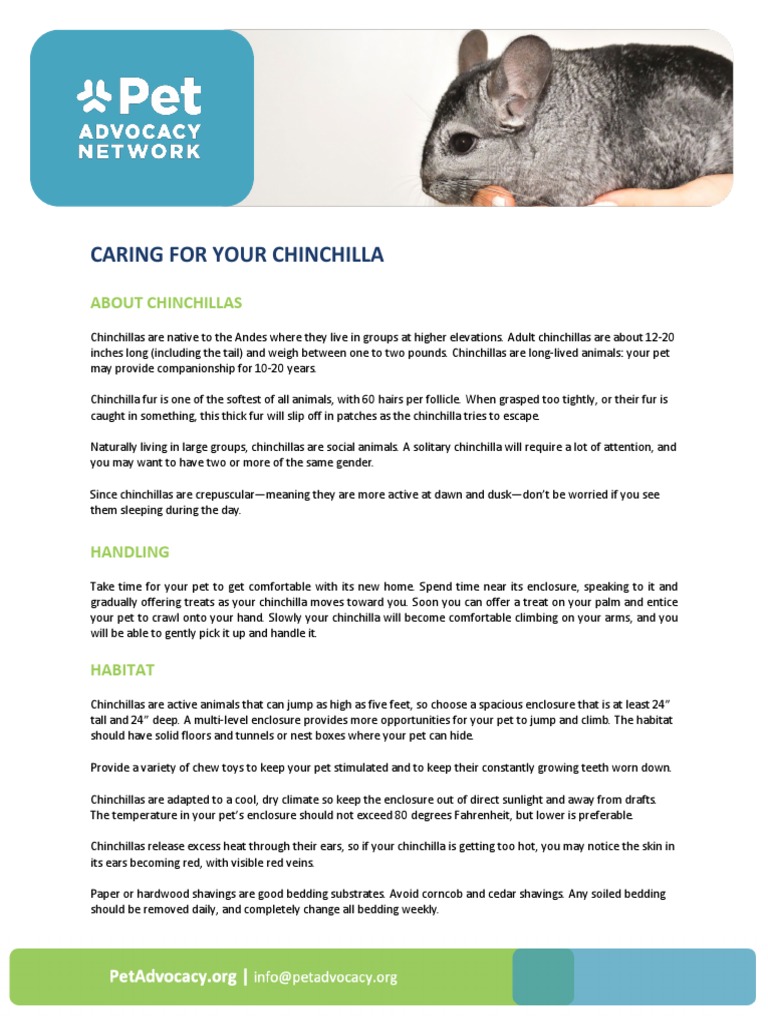 Chinchilla Care Sheet | PDF | Water | Pet