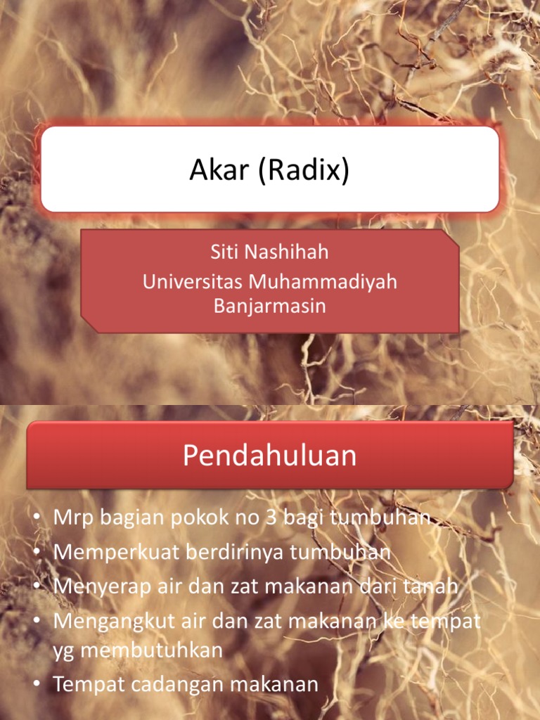 BOTANI FARMASI Akar (Radix) Pertemuan 4 2022 | PDF BOTANI FARMASI Akar (Radix) Pertemuan 4 2022 | PDF