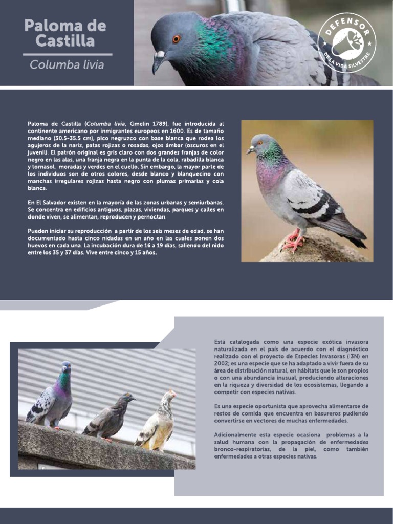 Palomas_de_castilla_-1 | PDF