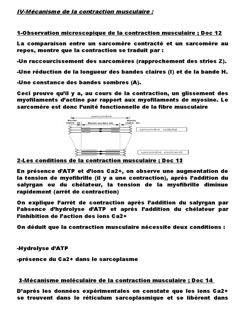 Muscle 3 | PDF | Contraction du muscle | Muscle squelettique