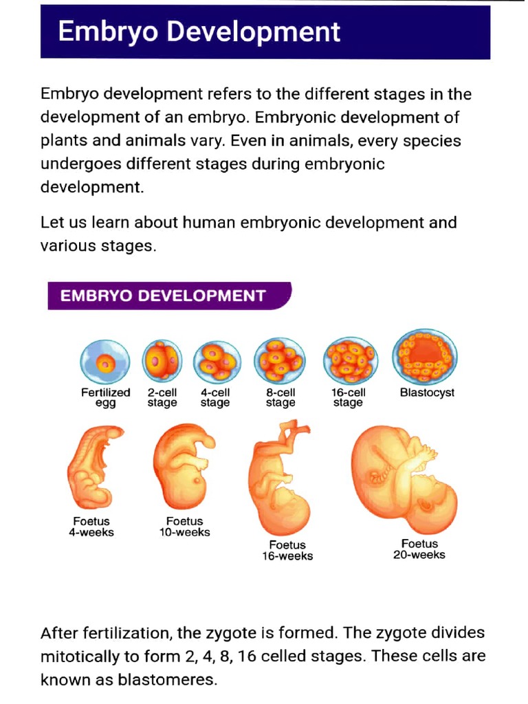 The Stages of Human Embryonic Development: From Fertilization to Fetal ...