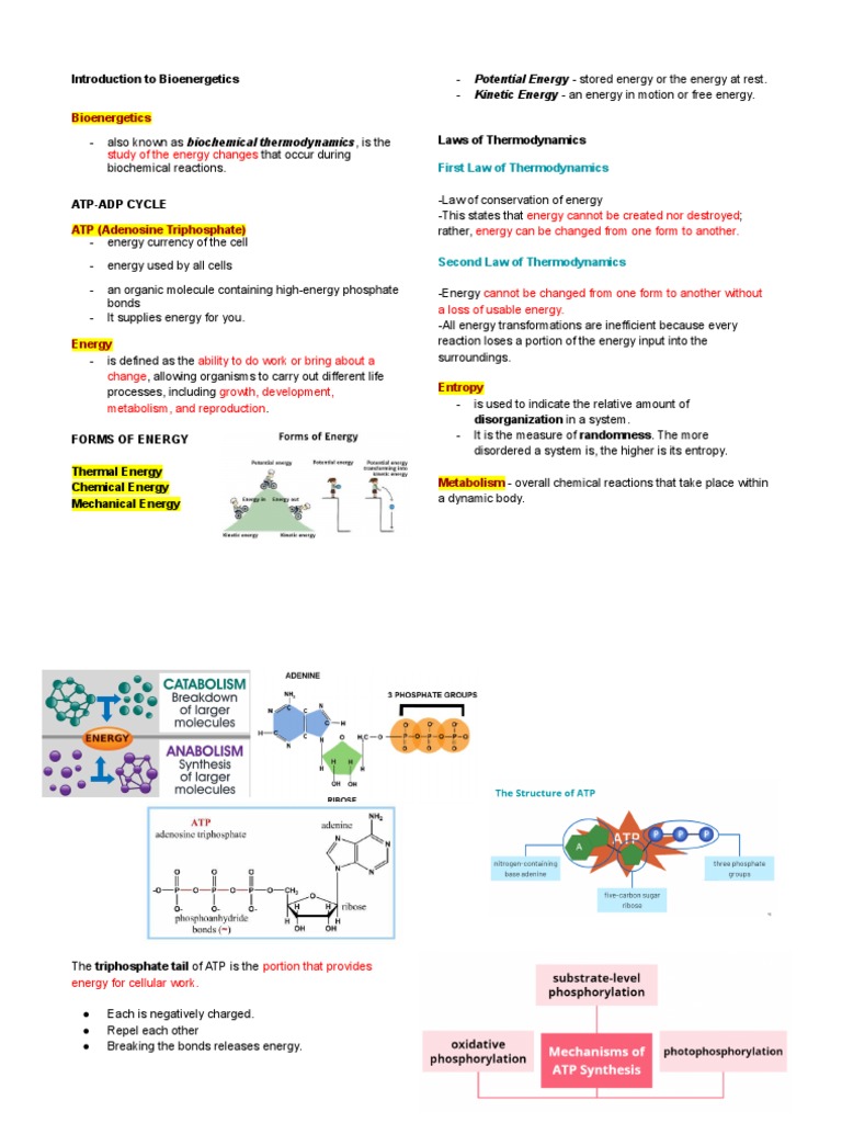 Bio Q2 Reviewer Pdf Cellular Respiration Adenosine Triphosphate