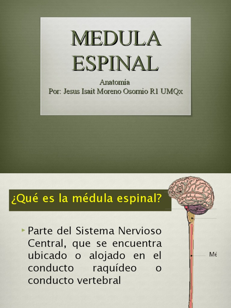 Anatomía Medula Espinal | PDF | Médula espinal | Anatomía humana