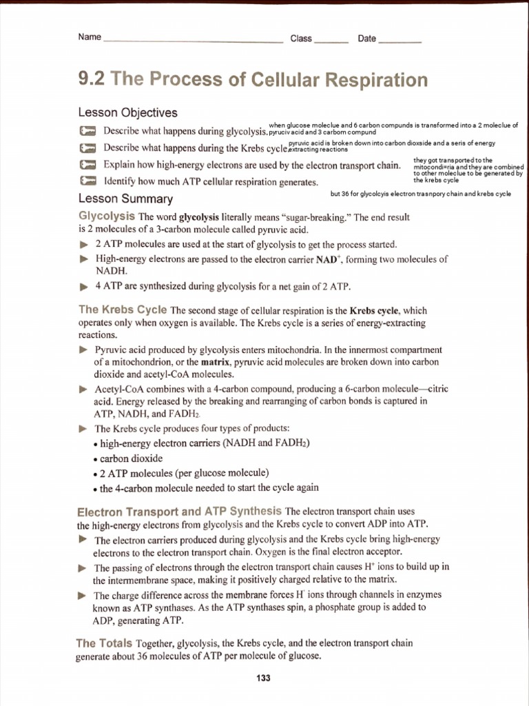 Cellular Respiration: ATP Production Explained | PDF | Science ...