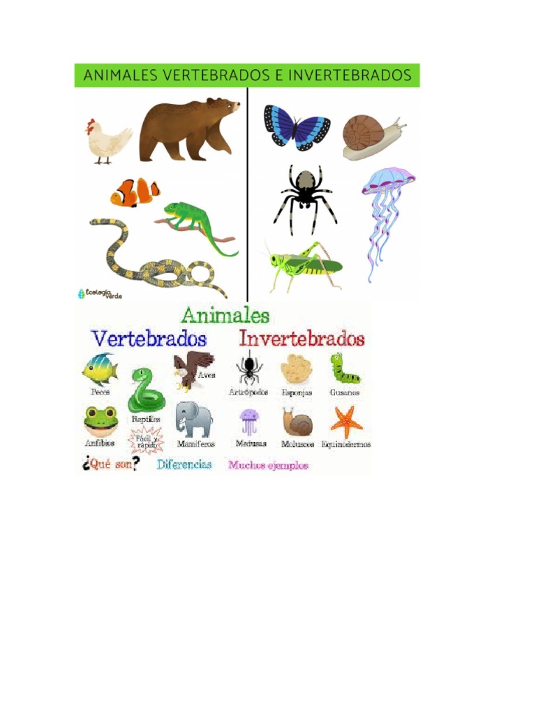 Animales Vertebrados e Invertebrados | PDF