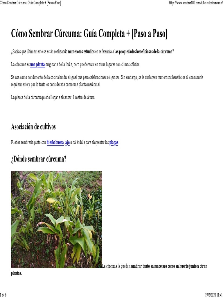 Cómo Sembrar Cúrcuma - Guía Completa + (Paso A Paso) | PDF | Cúrcuma ...